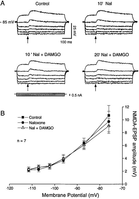 Naloxone 1 M Prevents The Damgo 1 M Induced Decrease Of Nmda Epsp