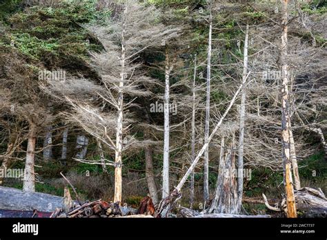 Wa23990 00washington Trees Along Rialto Beach Killed By Salt Water