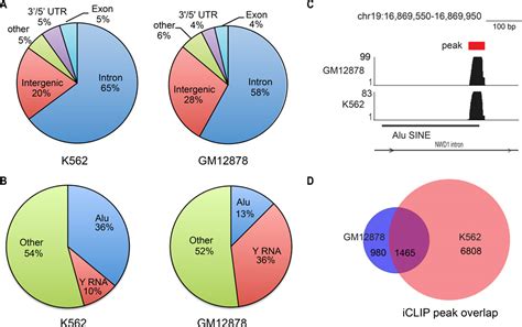 The Ro60 Autoantigen Binds Endogenous Retroelements And Regulates