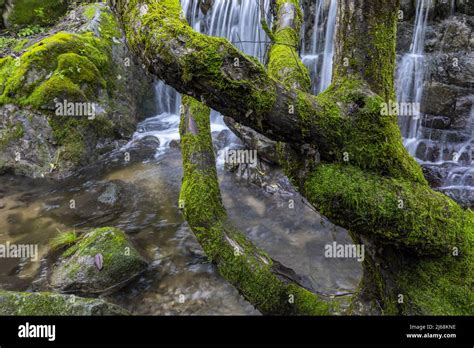 Chinas Ecological Landscape In The Funiu Jungle In Western Henan Stock