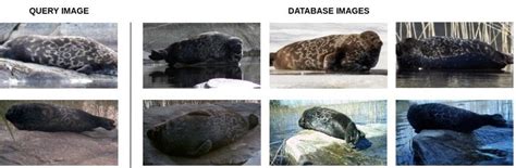 Examples From The Database And The Query Datasets Each Row Contains
