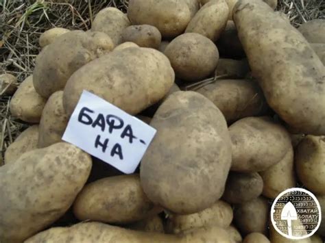 Описание сорта картофеля АврораКустики этой овощной культуры в высоту ...