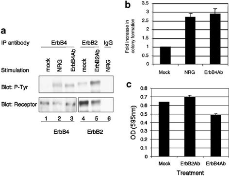 Gene Expression Profiling Of ErbB Receptor And Ligand Dependent