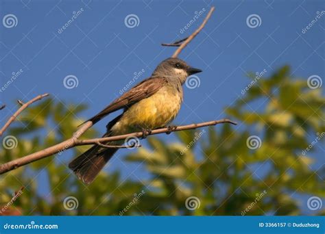 Cassin S Kingbird Stock Image Image Of California Arcadia 3366157