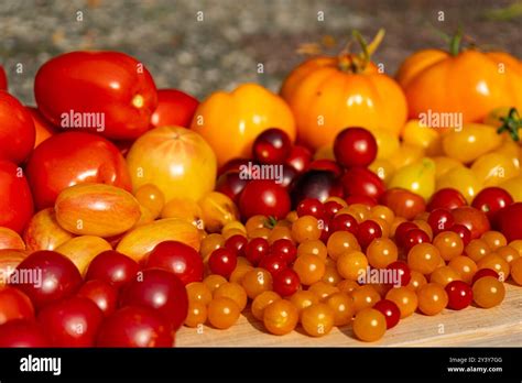 Growing Tomatoes Multiple Colored Tomatoes Harvesting Colorful Tomatoes Cherry Red Yellow