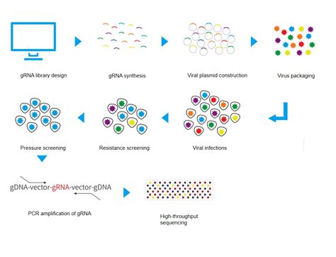 Comparative Analysis Of Golden Gate Assembly And Gibson Assembly Techniques Cd Biosynsis