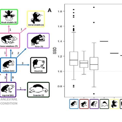 Pdf Much More Than A Clasp Evolutionary Pattern Of Amplexus Diversity In Anurans