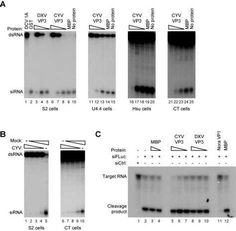 Cyv And Dxv Vp3 Inhibit Dicer But Not Slicer Activity A Dicer