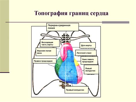 Семиотика заболеваний сердечно сосудистой системы презентация онлайн