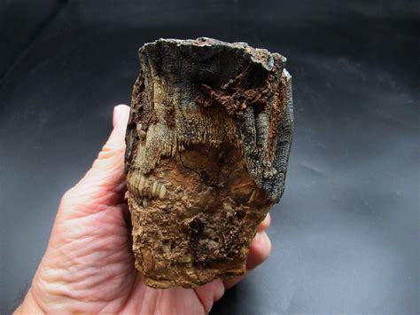 Woolly Mammoth Tooth 20 Fossils For Sale