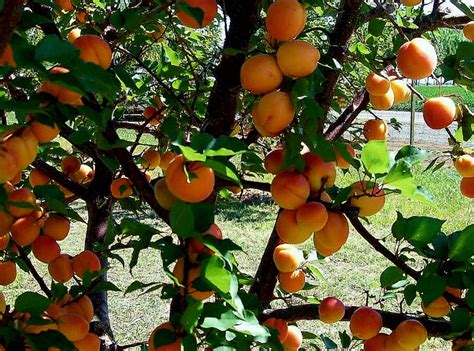 Prunus Scout Apricot Tree