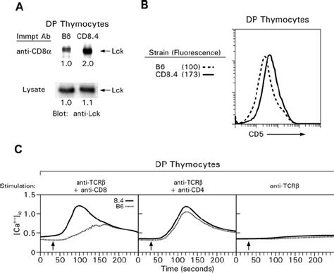 Increased Lck Binding And Increased Signaling Intensity By Cd84