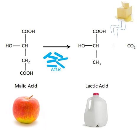 What Is Malolactic Fermentation