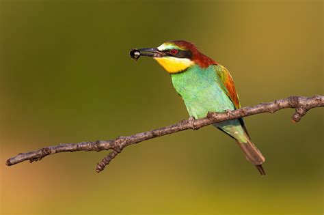 부리에 곤충과 함께 여름에 나뭇가지에 앉아 화려한 유럽 꿀벌 먹는 사람 갈색에 대한 스톡 사진 및 기타 이미지 갈색 계절