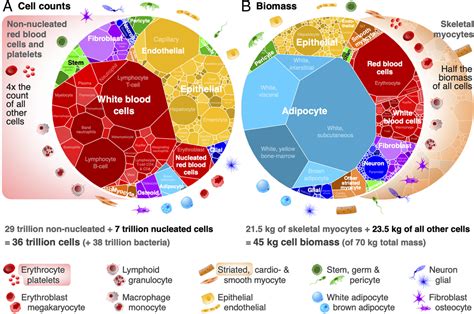 Pnas速递：人体细胞大小和数量的权衡 集智俱乐部