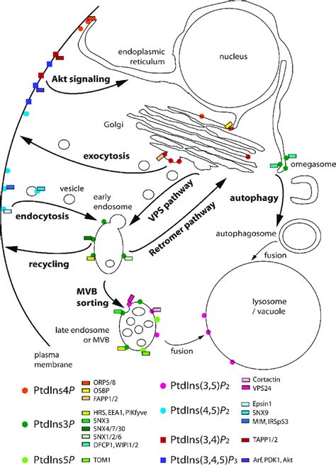 Intracellular Localization Of The Different Phosphoinositides And The