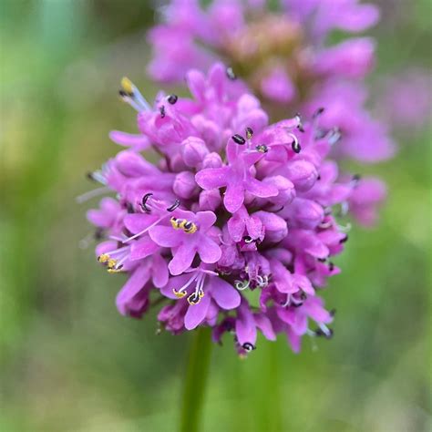 Sea Blush Plectritis Congesta Biodiversity Nursery