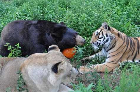 The Story Of Leo Baloo And Shere Khan The Inseparable Bond Between A Bear Lion And Tiger