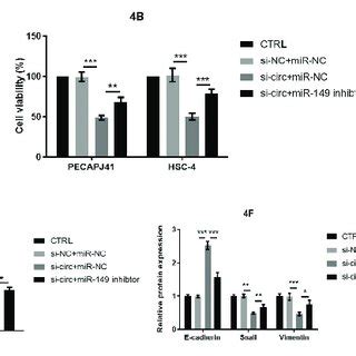 MiR 149 Inhibition Rescued The Effects Of Circ 0014359 Silencing On