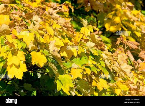 Sycamore Acer Pseudoplatanus Close Up Of The Leaves Of The Common