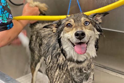 Dog Grooming Near Me Collar Club