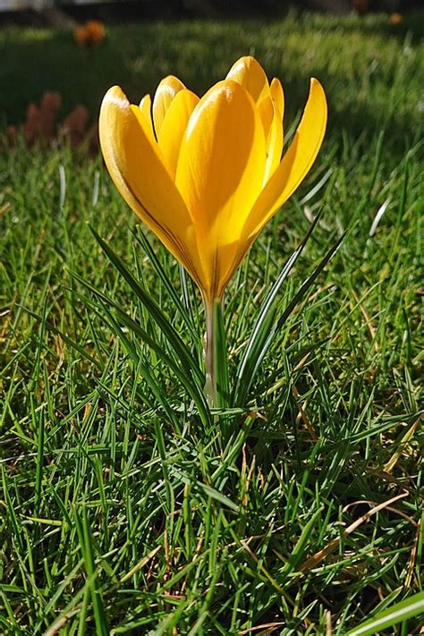 Crocus Flower Plant Yellow Free Photo On Pixabay Pixabay