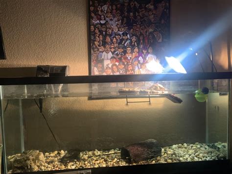 Whats Wrong With His Shell Rturtle