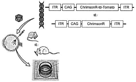 Optogenetic Visual Restoration Using Chrimson Eureka Patsnap