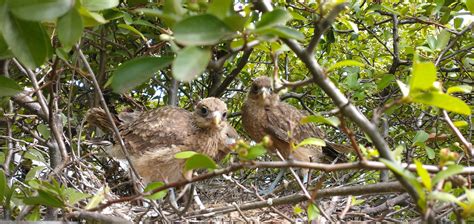 Un Chimango Hizo Un Nido En Un Cerco Vivo Lo Suficientemente Bajo Para Que Pueda Sacarle Fotos A