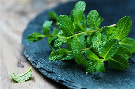 11 Maneras De Usar La Menta Y Tips Para Crecerla