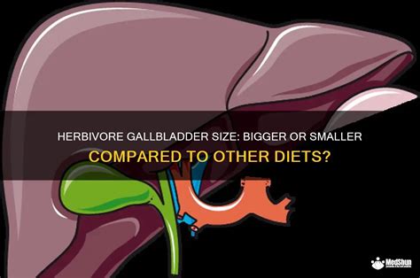Herbivore Gallbladder Size Bigger Or Smaller Compared To Other Diets