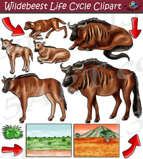 Blue Wildebeest Stock Vector Illustration And Royalty Free Blue 4010755