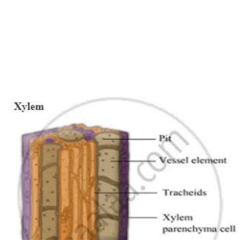 Plant Tissue Science Notes Teachmint