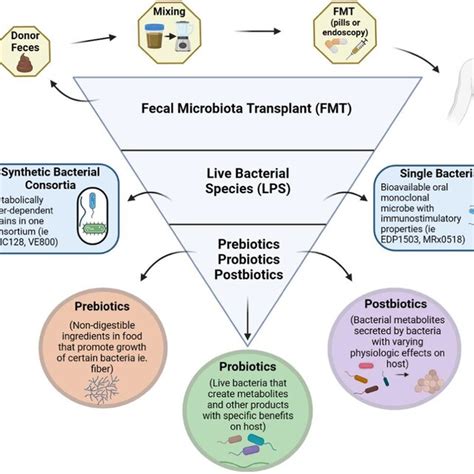 Microbiome Interventions In Cancer Treatment Download Scientific Diagram