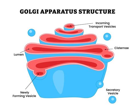 Golgi Apparatus Structure Anatomy Or Golgi Complex Labeled Lumen Forming And Transport Vesicle