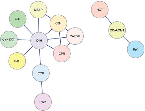 Enzyme Enzyme Interaction In The Pathway Of Monolignol Biosynthesis
