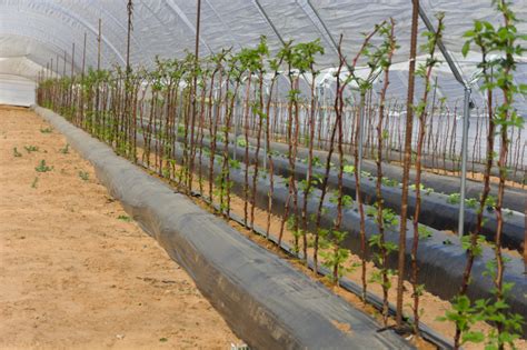 Unlocking The Potential Of Year Round Raspberry Cultivation Advanced