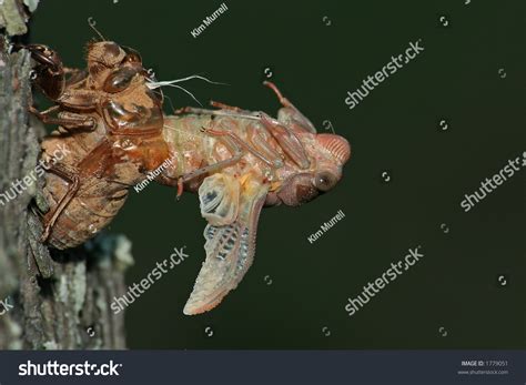 Cicada Emerging From Shell Stock Photo Shutterstock