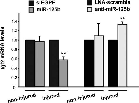 Igf Ii Levels Are Regulated By Mir 125b During Muscle Regeneration