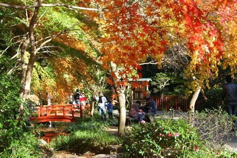 『紅葉の奥湯河原と香り漂うみかんの郷ウォーキング』湯河原温泉神奈川県の旅行記・ブログ By わいずさん【フォートラベル】