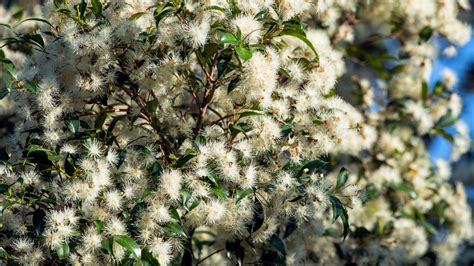 Low Maintenance Trees That Are Perfect For Australian Yards Tree Problem No Problem