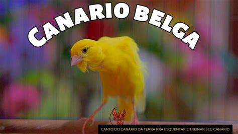 Canto Do CanÁrio Da Terra Pra Esquentar E Treinar Seu CanÁrio Youtube
