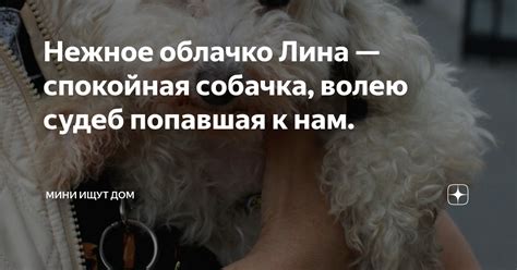 Нежное облачко Лина — спокойная собачка волею судеб попавшая к нам Мини ищут Дом Дзен
