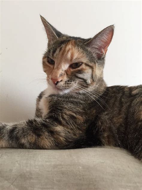 Pretty Tortoiseshell Tabby Cat Stock Image Image Of Unique Kitten