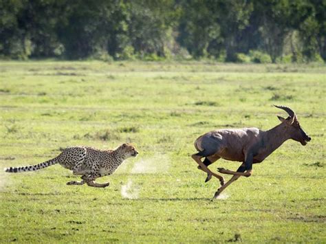 How Fast Can A Cheetah Run Top Speed 6 Unique Features Storyteller