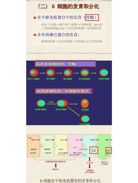 医学免疫学：b淋巴细胞的全解析💡