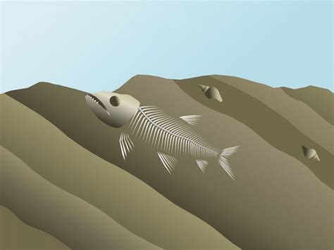 What Is A Fossil And How Do They Form Discovering Fossils