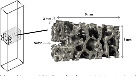 Figure 1 From Fracture In Porous Bone Analysed With A Numerical Phase Field Dynamical Model
