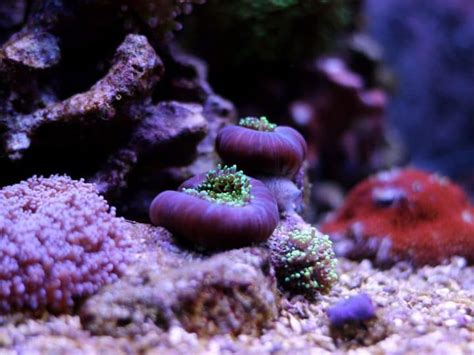 11 Easy Soft Corals That Are Great For Beginners