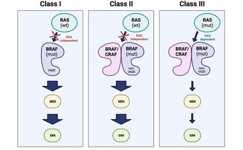Classes Of Braf Mutation Representation Of The Three Major Classes Of